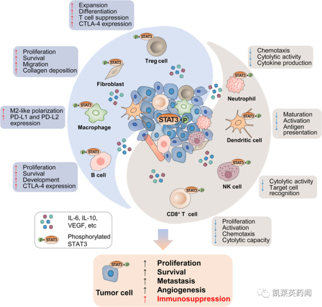 加速STAT3小核酸药物研发！Flamingo和Dynacure宣布合并，成立领先的专注于肿瘤学的RNA治疗公司_腾讯新闻