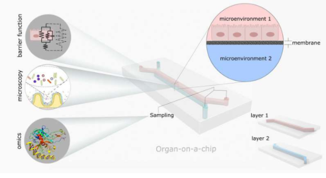 APL Bioengin：新型肠道芯片模型可用于解析人类肠道微生物组和生理学特性_腾讯新闻