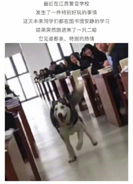 二哈偷溜进警校图书馆见人就亲，最后在众警察大笑中被阿姨暴力拉走！腾讯新闻