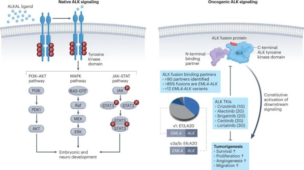 《自然·癌症》精彩综述：打靶肺癌“黄金突变”ALK，如何才能“弹无虚发”？这篇综述给出答案！_腾讯新闻