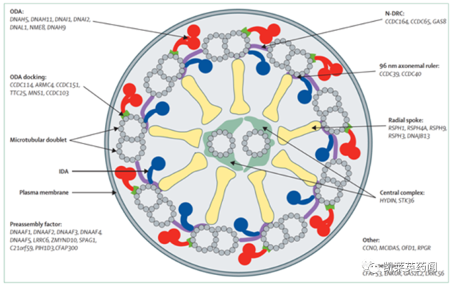 SORT-LNP-精准递送肝外靶器官！ReCode宣布吸入式mRNA药物在1期临床中完成首批给药_腾讯新闻