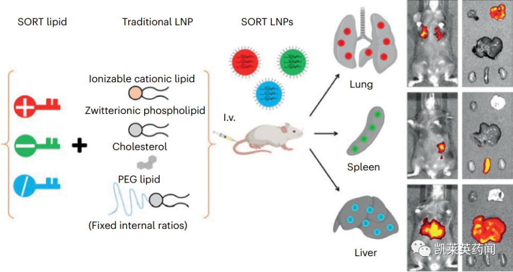 SORT-LNP-精准递送肝外靶器官！ReCode宣布吸入式mRNA药物在1期临床中完成首批给药_腾讯新闻