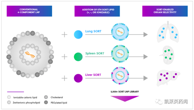SORT-LNP-精准递送肝外靶器官！ReCode宣布吸入式mRNA药物在1期临床中完成首批给药_腾讯新闻