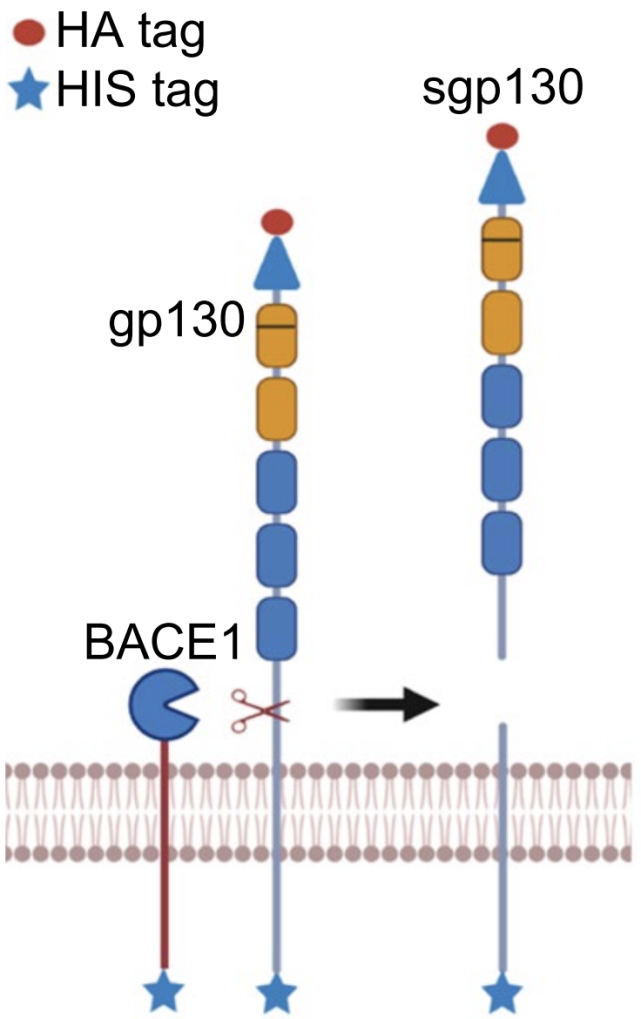 MN：阿尔茨海默病候选药物BACE1抑制剂为何败走？科学家找到了它促进认知衰退的机制！_腾讯新闻