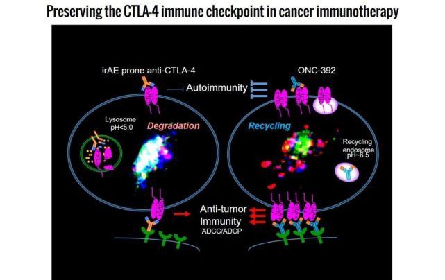 速递｜祝贺！2亿美元助力开发新一代免疫检查点抗体，BioNTech达成合作_腾讯新闻