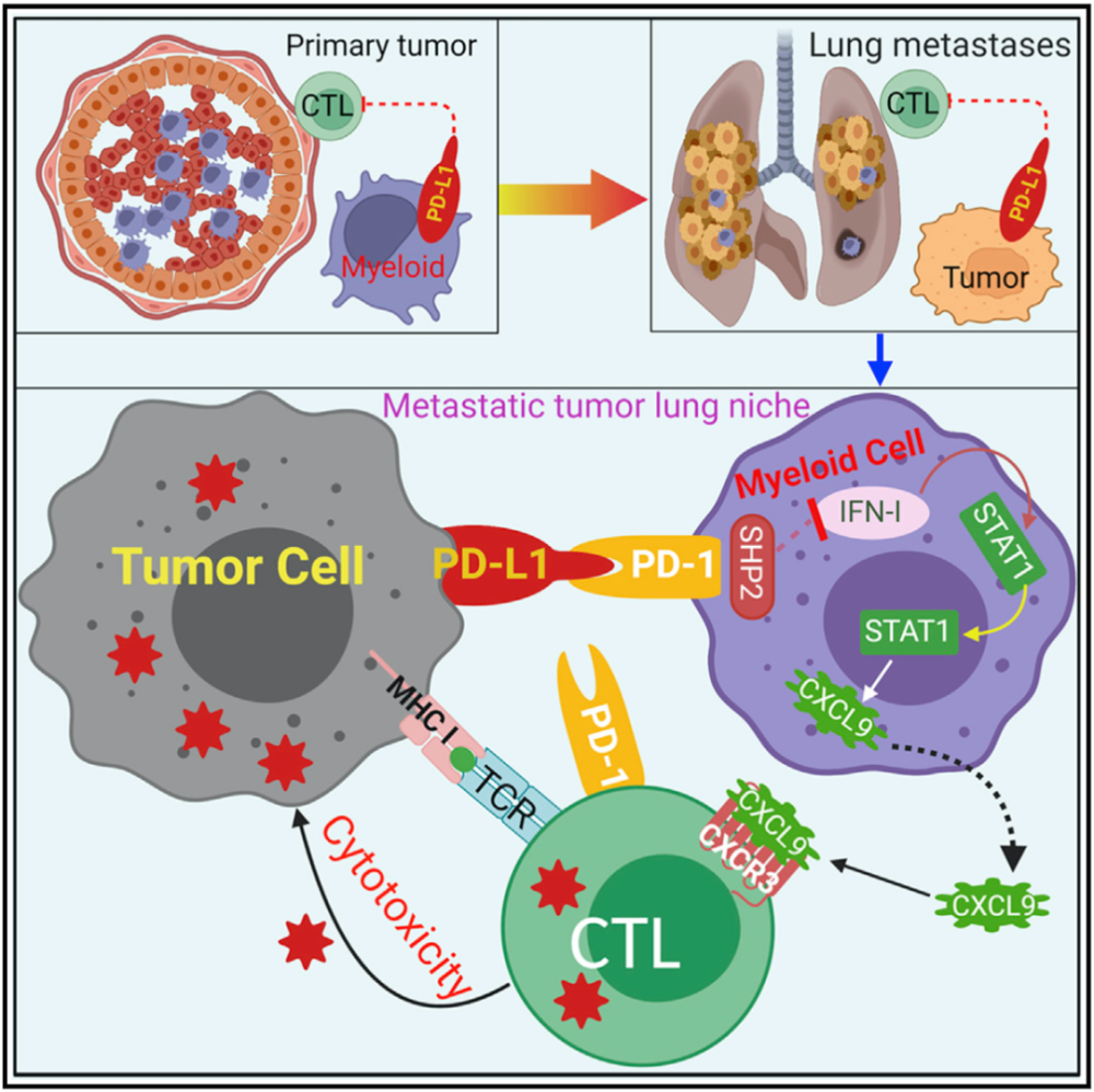 《癌细胞》：癌症免疫治疗重大发现！科学家首次证实，癌细胞PD-L1不抑制T细胞毒性，而是抑制T细胞浸润转移灶，促进癌症转移_腾讯新闻