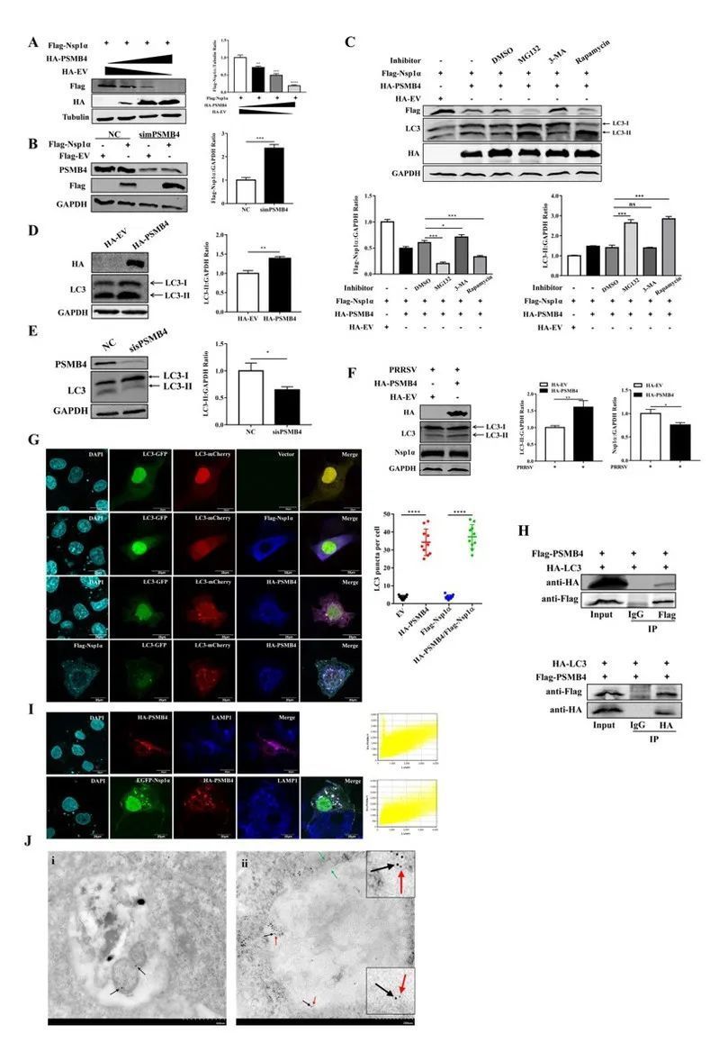 科研进展｜华南农业大学张桂红教授课题组揭示宿主蛋白PSMB4拮抗PRRSV复制的分子机制_腾讯新闻