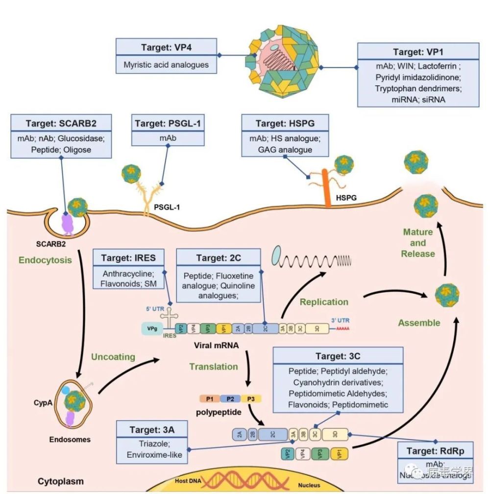 北京化工大学童贻刚范华昊等在Journal of Advanced Research发表抗EV-A71药物开发研究进展长篇综述_腾讯新闻