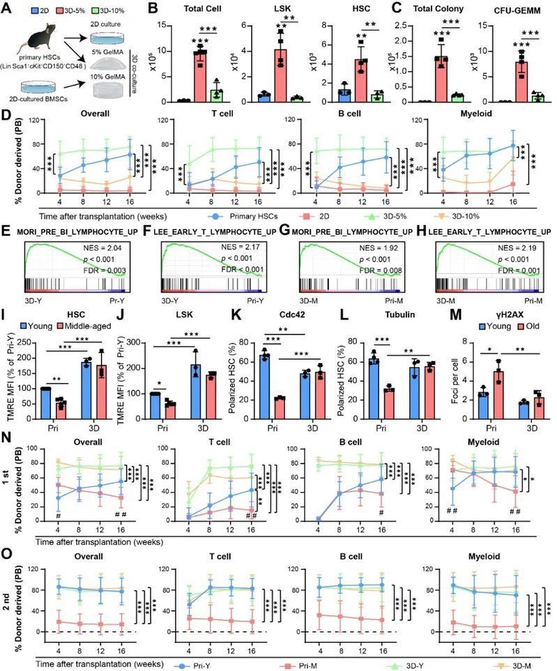 Cell Stem Cell：同济大学岳锐团队实现衰老造血干细胞的年轻化_腾讯新闻