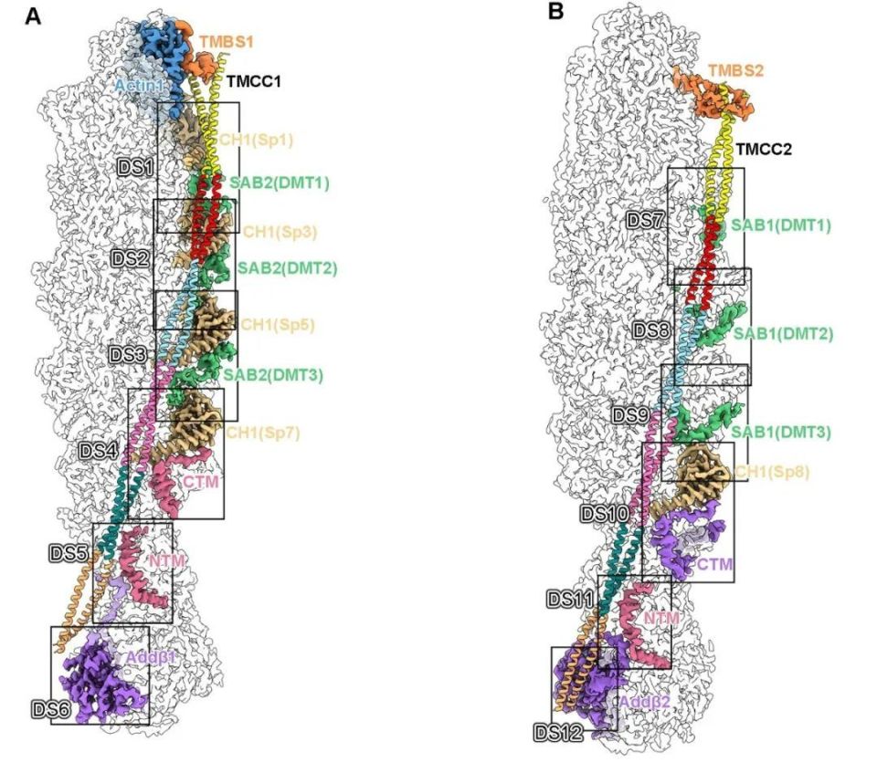 Cell：高宁团队揭示血红细胞膜骨架系统的关键结构_腾讯新闻