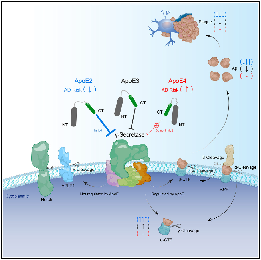 Neuron：上海有机所陈椰林团队发现抑制γ分泌酶可作为阿尔茨海默病潜在治疗方法_腾讯新闻