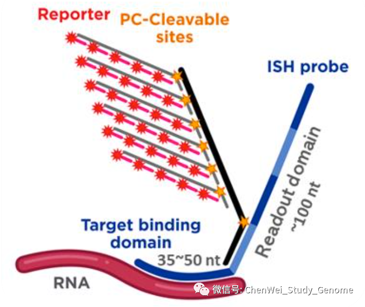 【陈巍学基因】视频：nanoString CosMx 空间分子成像系统_腾讯新闻