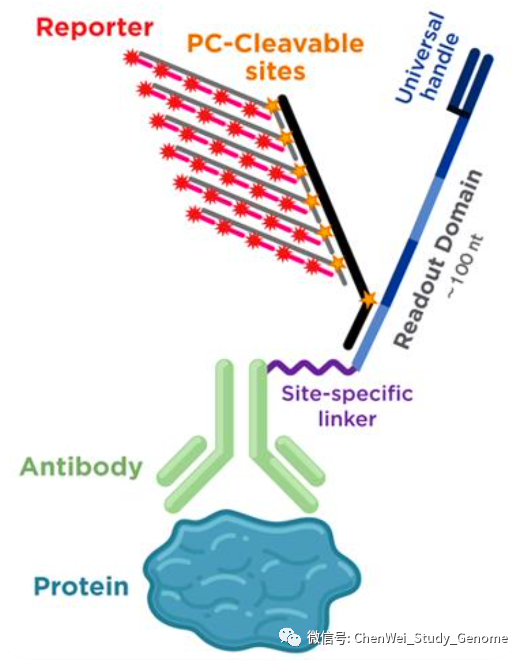 【陈巍学基因】视频：nanoString CosMx 空间分子成像系统_腾讯新闻