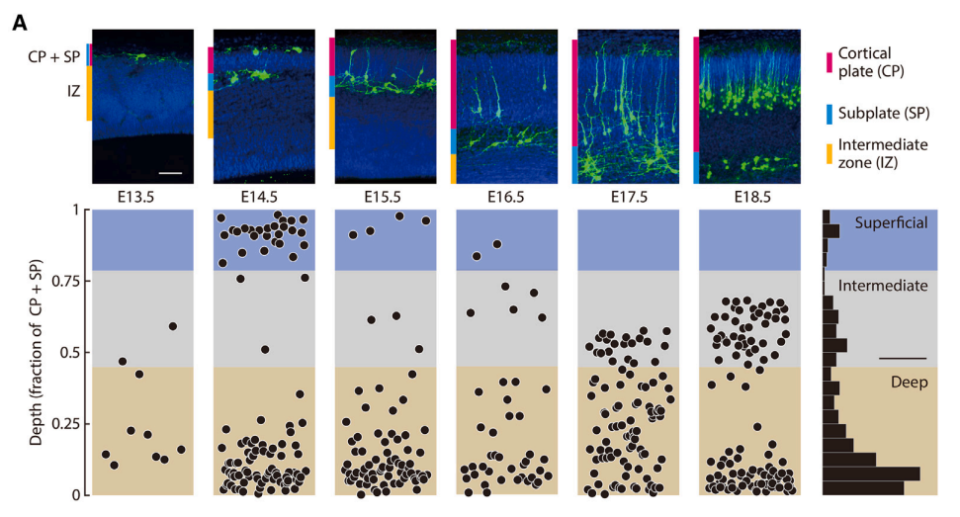 Cell：科学家揭示自闭症风险基因扰乱皮层第5层神经环路发育_腾讯新闻