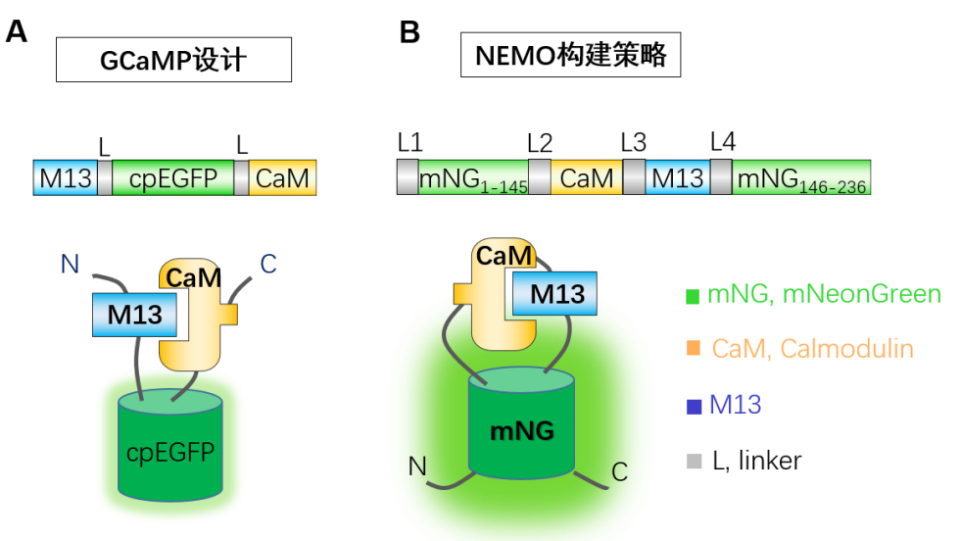 Nature Methods｜北师大章晓辉、王友军团队与中科大唐爱辉团队合作开发新型高灵敏钙信号荧光蛋白探针_腾讯新闻