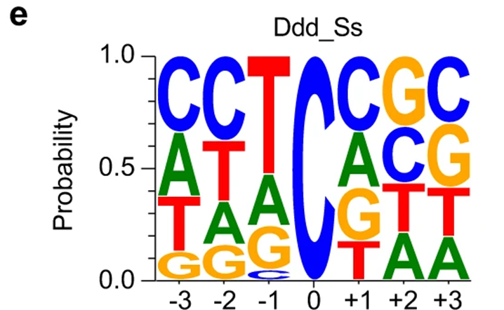 技术突破！北京大学团队开发出新线粒体碱基编辑器！_腾讯新闻