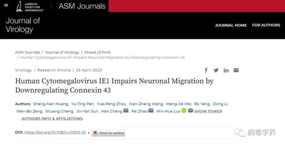 【前沿＆进展】J Virol｜罗敏华团队在人巨细胞病毒IE1蛋白调控神经元迁移分子机制研究上取得重要进展_腾讯新闻