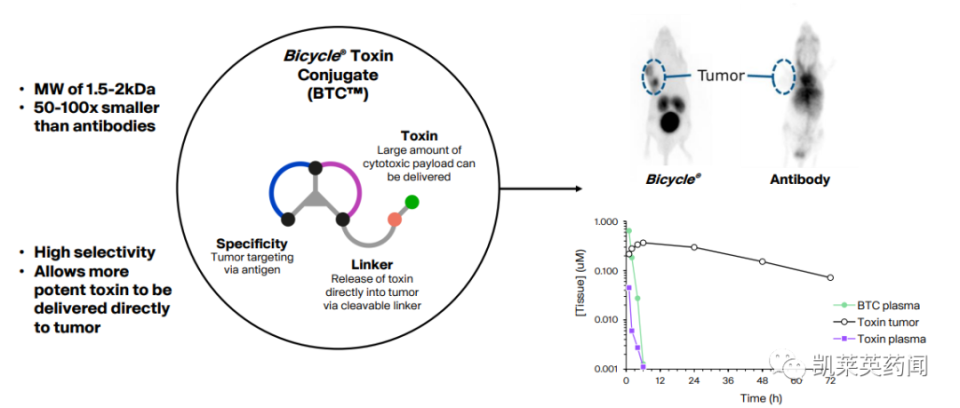 Bicycle Therapeutics：双环肽精准靶向潜力，有望使放射性偶联药物与ADC齐光_腾讯新闻