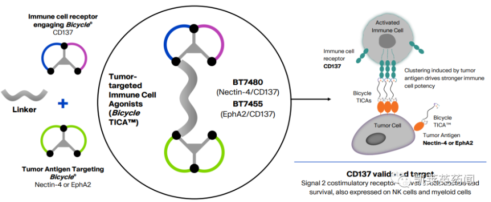 Bicycle Therapeutics：双环肽精准靶向潜力，有望使放射性偶联药物与ADC齐光_腾讯新闻