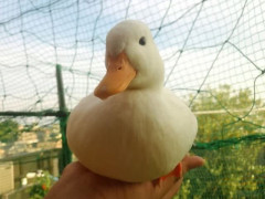 Keer Duck is mellow and cute, has become a new favorite of Internet ...