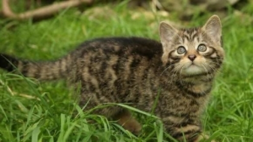 Several animals that are common in rural areas can protect houses and ...