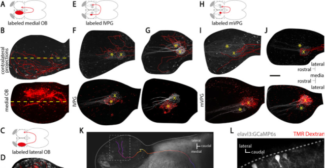 肠脑感觉转导的新兴生物学——Neuropod细胞_腾讯新闻