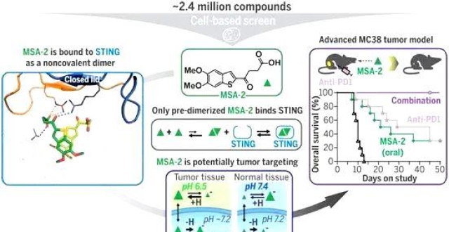 《科学》：重大进展！口服非核苷类STING激动剂MSA-2表现出显著的抗肿瘤活性_腾讯新闻
