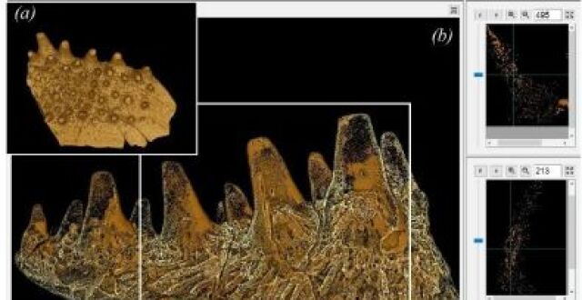 【科研速报】CT数据三维重建和可视化软件开发新进展_腾讯新闻