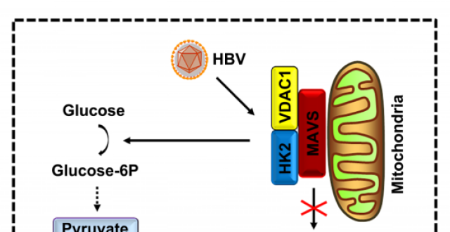 病毒学国家重点实验室刘实研究组揭示了HBV实现免疫逃逸的新机制_腾讯新闻