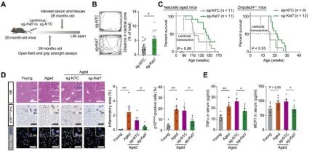 Sci Trans Med：刘光慧团队利用全基因组筛选发现抗衰老的全新靶标KAT7_腾讯新闻