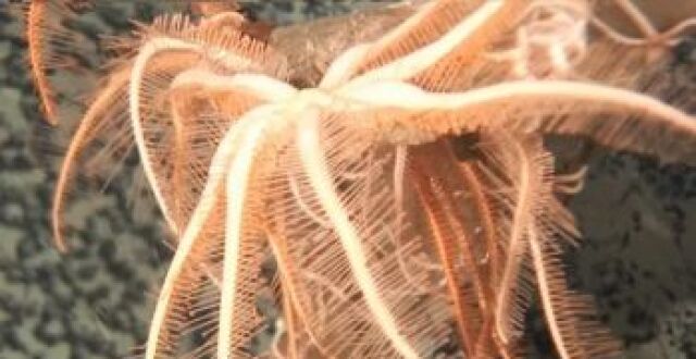 真有海星叫“派大星”了！是来自交大的这个90后博士小姐姐命名的！_腾讯新闻