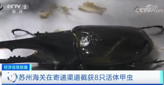 世界最长！海关截获8只活体长戟大兜虫，可举起自身体重850倍的物体_腾讯新闻