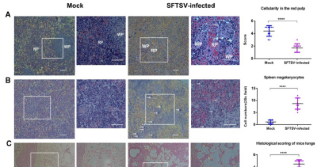 【前沿速递】南京大学吴稚伟团队在SFTSV人源化动物模型及发病机制再获新进展_腾讯新闻