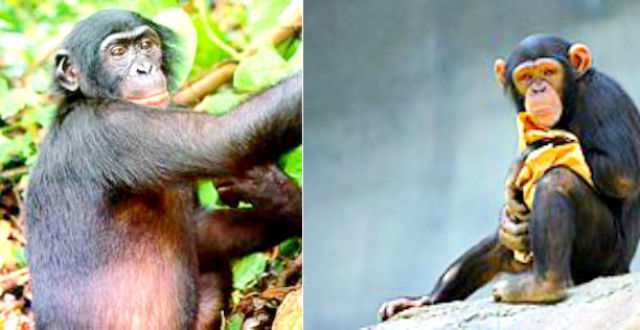 当人类有了尾巴，也是蛮可爱的_腾讯新闻