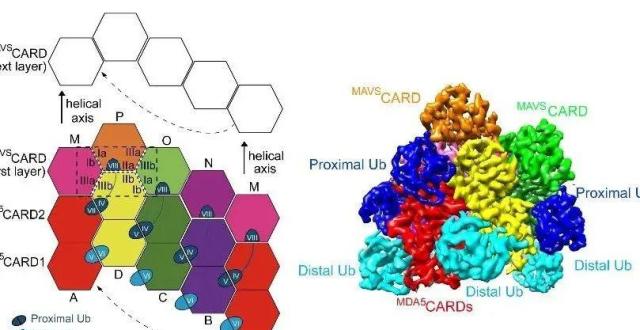 Immunity｜上海药物所郑杰团队揭示K63-polyUb介导的MDA5-MAVS抗病毒信号通路组装程序与激活机制_腾讯新闻