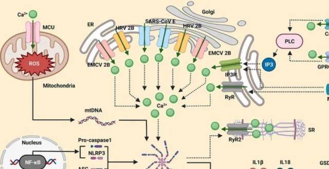 孔凡运/汤仁仙/郑春福在IJBM发表钙离子通路与模式识别受体信号通路相互作用最新研究进展的综述_腾讯新闻