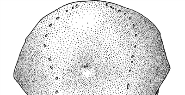 先驱杨氏鱼：改写人们对四足动物起源认知的鱼_腾讯新闻