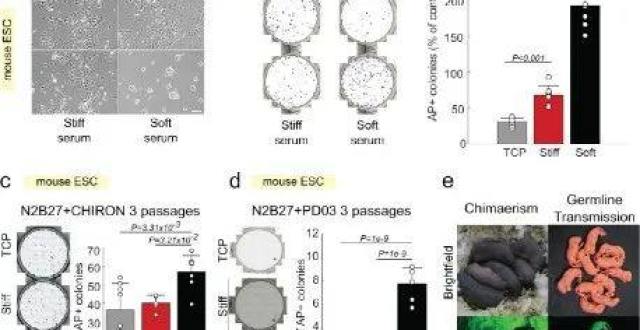 《自然·通讯》剑桥大学：StemBond 水凝胶控制多能干细胞的机械微环境_腾讯新闻