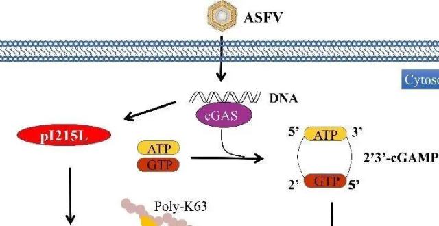 科研进展｜哈兽研揭示非洲猪瘟病毒免疫逃逸新机制_腾讯新闻