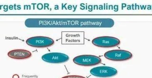 罕见肉瘤（PEComa）首个新药！美国FDA批准Fyarro（西罗莫司白蛋白结合型纳米颗粒），亿腾景昂引进大中华区！_腾讯新闻