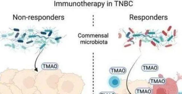 TMAO新作用！肠道菌群或成乳腺癌免疫治疗关键“援军”！_腾讯新闻
