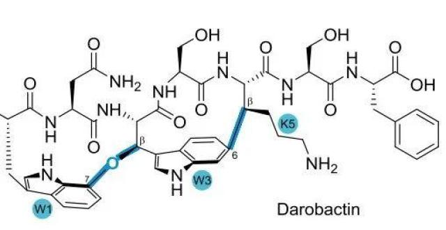 Nature子刊：邓子新团队合作揭示超级抗生素darobactin的生物合成机制_腾讯新闻