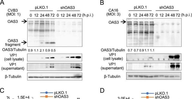EV71通过3C蛋白酶切割宿主抗病毒因子OAS3以促进病毒复制_腾讯新闻