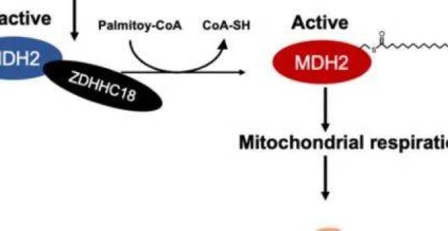 谷氨酰胺调控 MDH2 棕榈酰化促进卵巢癌细胞线粒体呼吸和增殖_腾讯新闻