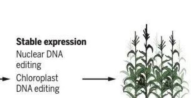 NEJM｜突破！利用植物生产的新冠疫苗获批上市，对所有新冠变异毒株的总体有效性为70％_腾讯新闻