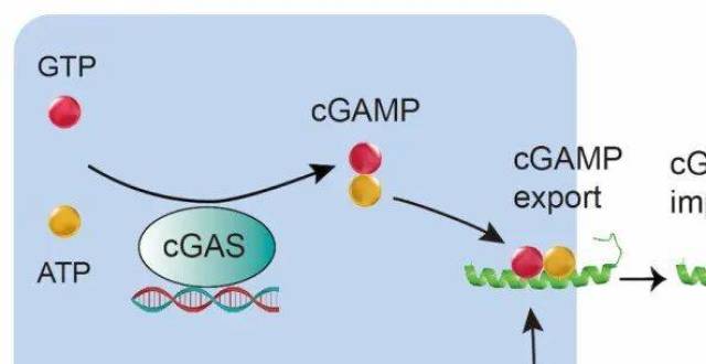 清华大学药学院张从刚课题组揭示免疫“第二信使”cGAMP双向跨膜转运的新机制 _腾讯新闻