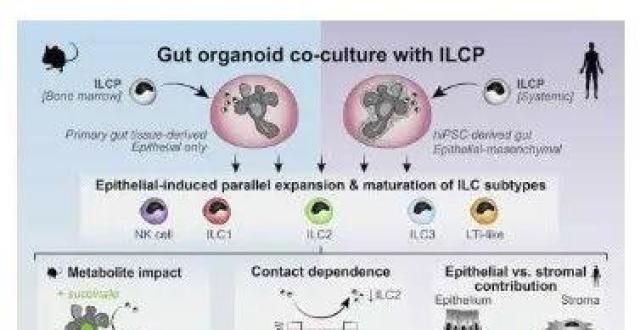 Cell Rep：肠道和肺部类器官或有望帮助开发新型先天性免疫细胞疗法_腾讯新闻