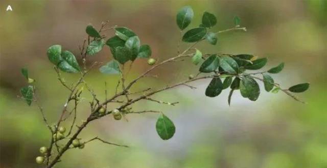 墨脱县发现新植物种——墨脱榕_腾讯新闻