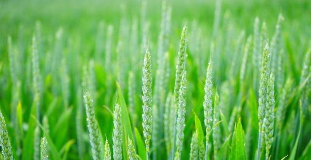 美国农业公司Aqua-Yield获2300万美元A轮投资，以纳米技术促收成_腾讯新闻