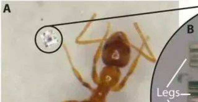 自主无线机器人Antbot可以在人的头发上“跳舞”_腾讯新闻